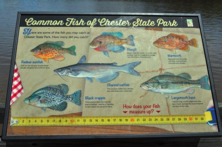 Chester State Park: South Carolina’s Undiscovered Treasure